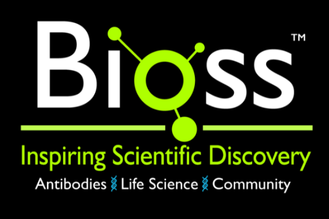 HIF 1 Î² Recombinant Antbody Kit (KD-Validated) | Recombinant ...